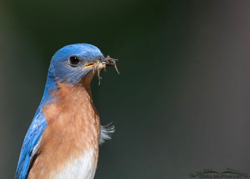Male Eastern Bluebird Close Up Photos With Food For His Chicks - Mia ...