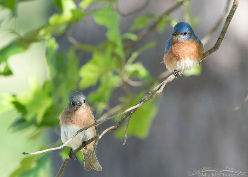 Mated pair of Eastern Bluebirds in an oak tree – Mia McPherson's On The ...