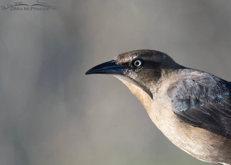 Female Great-tailed Grackle With Her Eyes Aglow - Mia McPherson's On ...