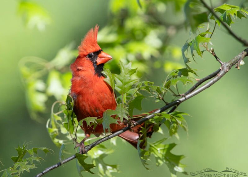 Male Northern Cardinal Photos From Arkansas - Mia McPherson's On The ...