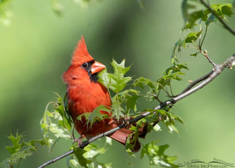 Male Northern Cardinal Photos From Arkansas - Mia McPherson's On The ...
