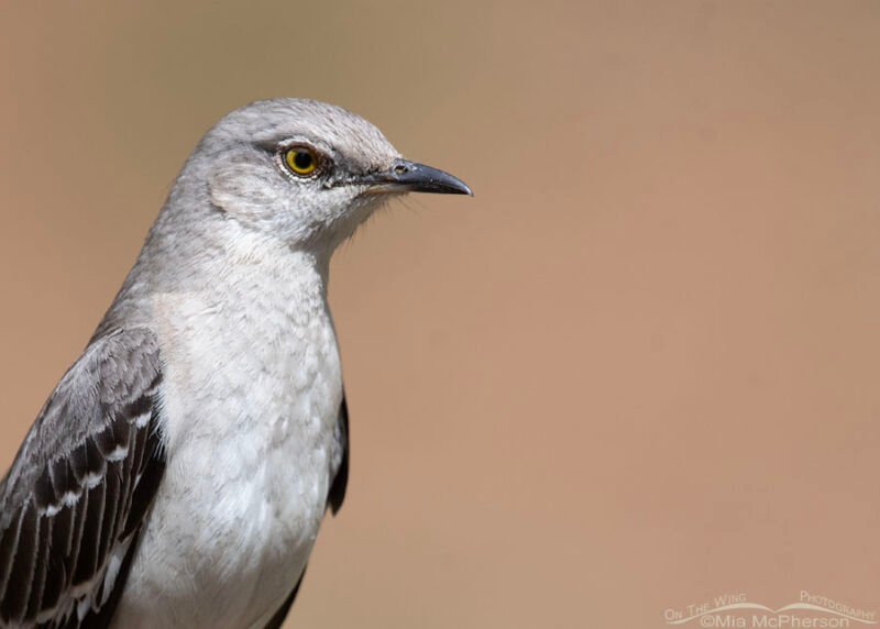 Northern Mockingbird Images - Mia McPherson's On The Wing Photography