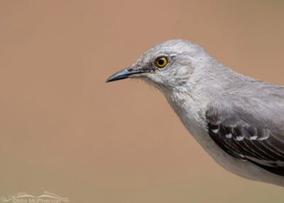 Northern Mockingbird Images - Mia McPherson's On The Wing Photography