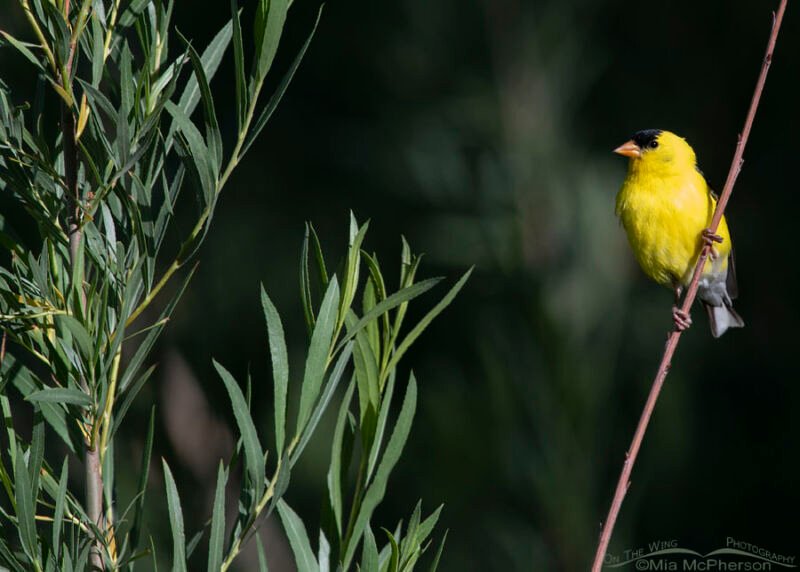 Male American Goldfinch - Sunlight And Shadows - Mia McPherson's On The ...