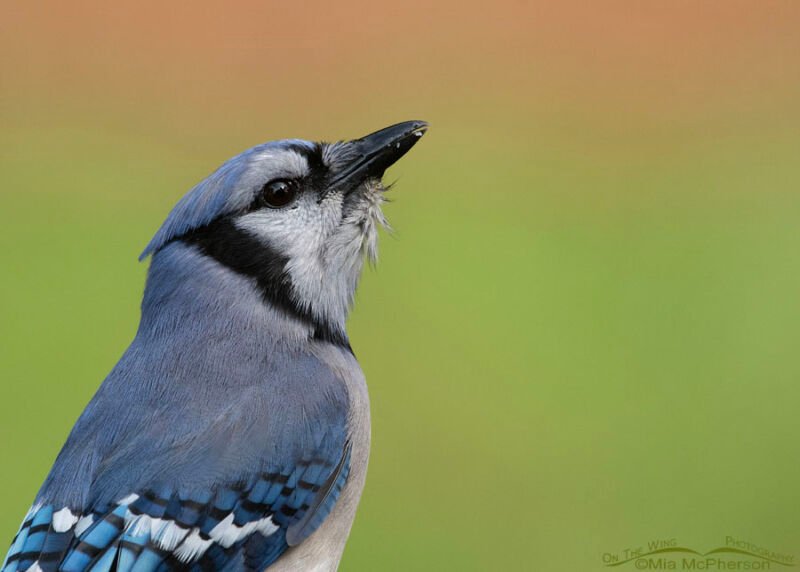 Blue Jay portrait with a colorful background – Mia McPherson's On The ...