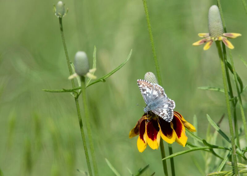 Common Checkered-Skipper butterfly at Tishomingo NWR – Mia McPherson's ...