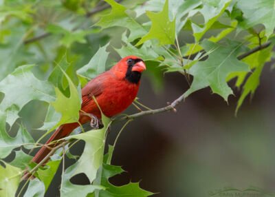 Male Northern Cardinal In An Oak Tree Images - Mia McPherson's On The ...