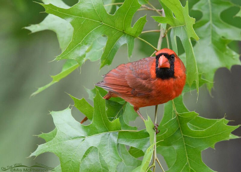 Male Northern Cardinal In An Oak Tree Images - Mia McPherson's On The ...