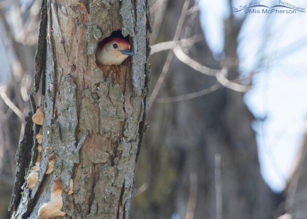 Male Red-bellied Woodpecker Inside A Nesting Cavity In Oklahoma - Mia ...