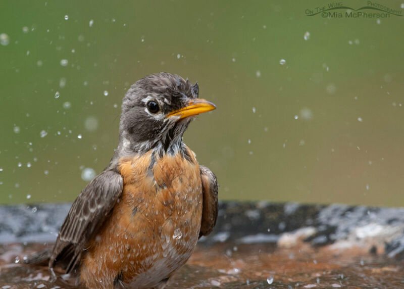 Bathing American Robin Adult In Arkansas – Mia McPherson's On The Wing ...