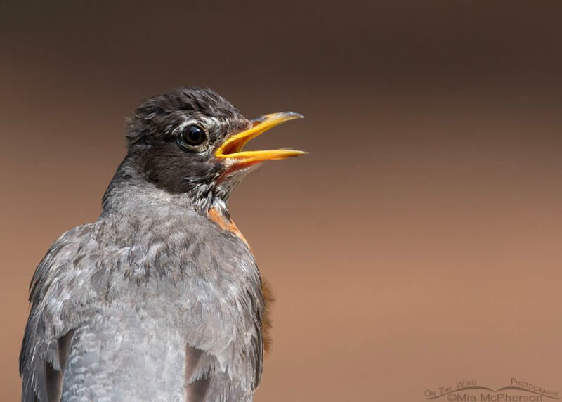 How An American Robin Handles Hot Summer Days - Mia McPherson's On The ...