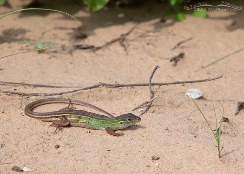 Six-lined Racerunner Lizard! - Mia McPherson's On The Wing Photography