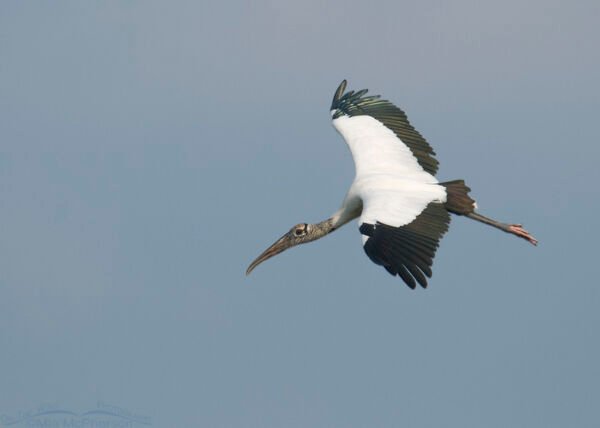 Wood Stork in Flight over Fort De Soto – Mia McPherson's On The Wing ...