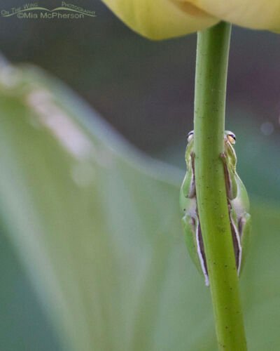 American Green Tree Frog Images From Sequoyah NWR - Mia McPherson's On ...