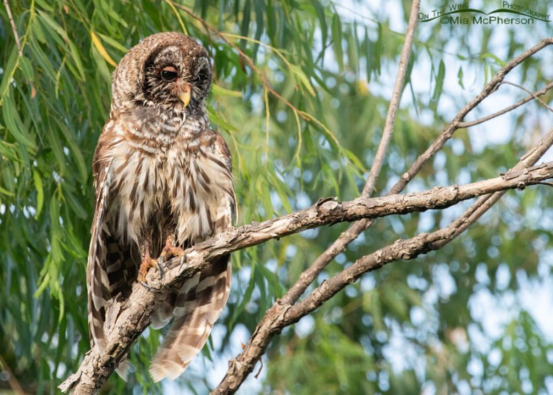 Young Barred Owl Images – Mia McPherson's On The Wing Photography