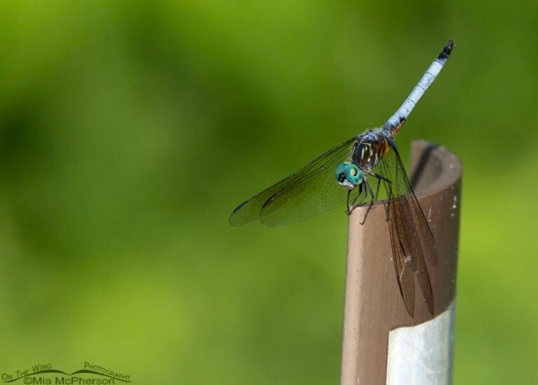 Blue Dasher Dragonfly Photo And Video - Mia McPherson's On The Wing ...