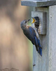Young Eastern Bluebird Fledging Day - Mia McPherson's On The Wing ...