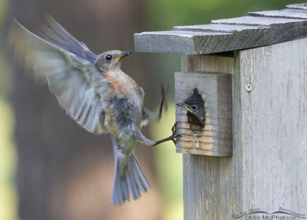Young Eastern Bluebird Fledging Day - Mia McPherson's On The Wing ...