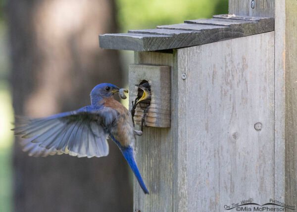 Young Eastern Bluebird Fledging Day - Mia McPherson's On The Wing ...