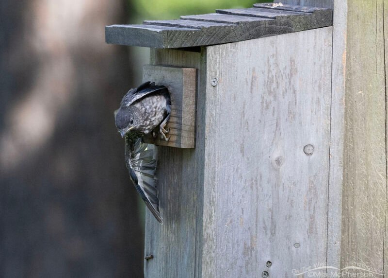 Young Eastern Bluebird Fledging Day - Mia McPherson's On The Wing ...