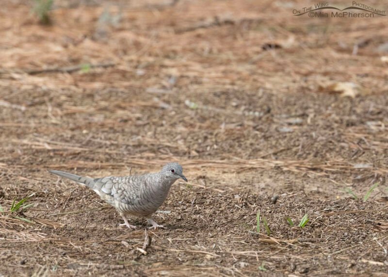 Inca Dove Lifer In Arkansas - Mia McPherson's On The Wing Photography