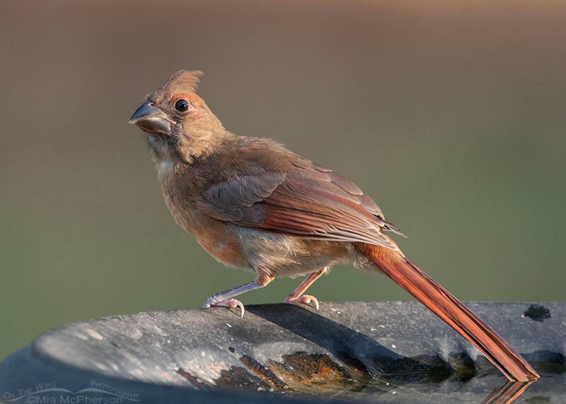 Young Northern Cardinal Photos From Summer - Mia McPherson's On The ...