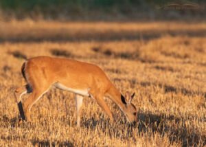 Summertime White-tailed Deer Doe At Sequoyah NWR – Mia McPherson's On ...