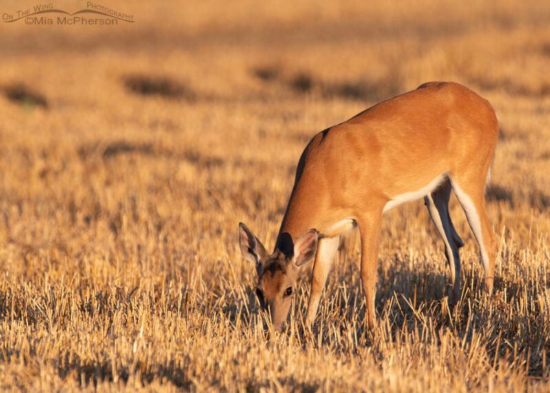Summertime White-tailed Deer Doe At Sequoyah NWR - Mia McPherson's On ...