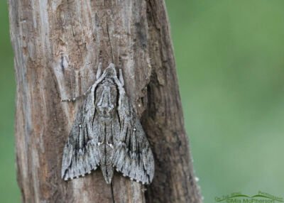 Carolina Chickadee Plus A Trumpet Vine Sphinx Moth - Mia McPherson's On ...