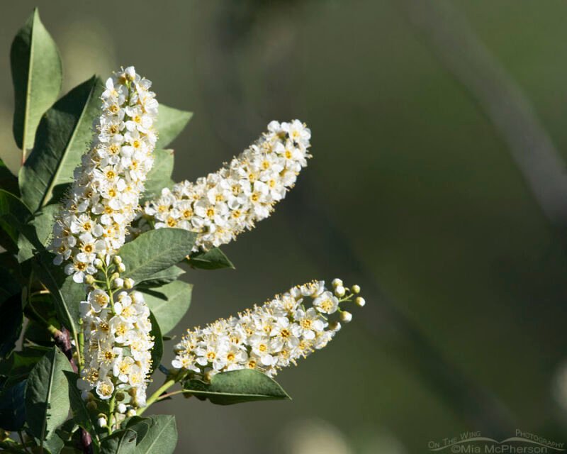 Blooming Chokecherry Trees In Utah's Wasatch Mountains - Mia McPherson ...