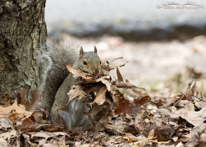 Female Eastern Gray Squirrel Photos Plus A Video Clip - Mia McPherson's ...