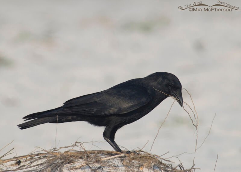 Fish Crows – Mia McPherson's On The Wing Photography