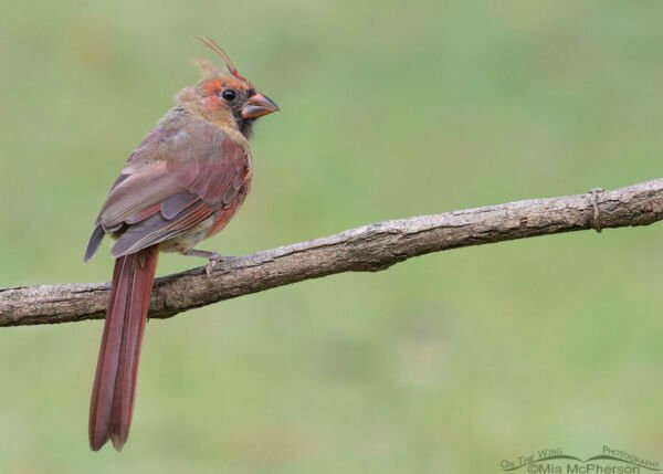 Molting young Northern Cardinal male – Mia McPherson's On The Wing ...