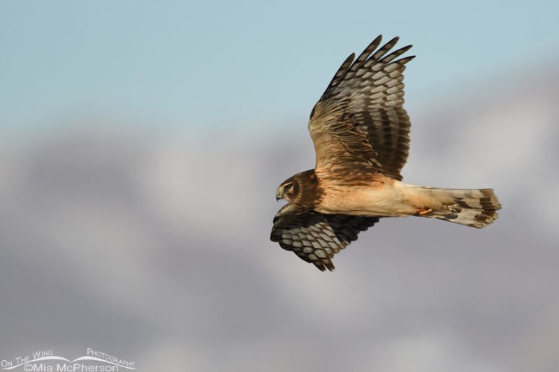 Young Female Northern Harrier In Flight - Mia McPherson's On The Wing ...