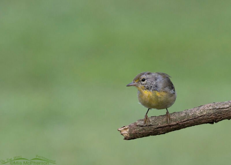 Immature Pine Warbler Images - Mia McPherson's On The Wing Photography
