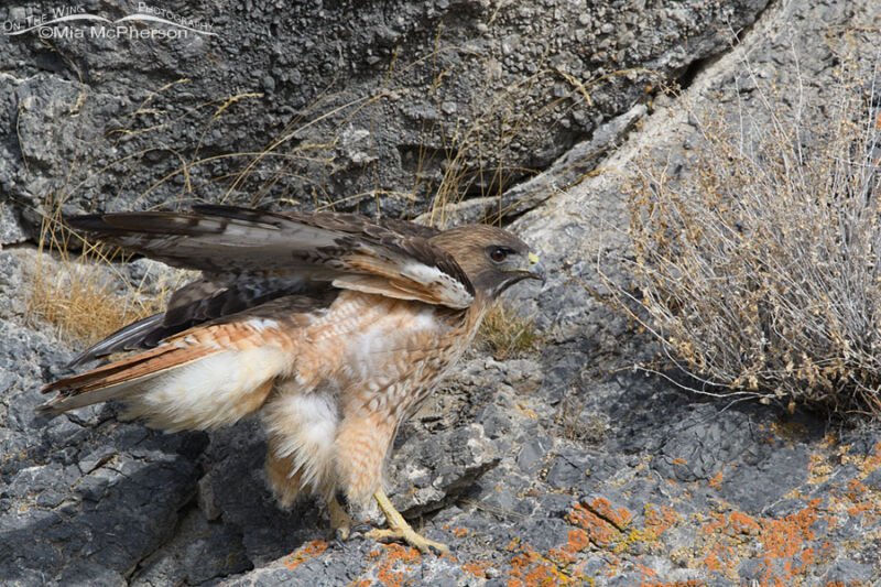 Adult Red-tailed Hawk changing positions – Mia McPherson's On The Wing ...