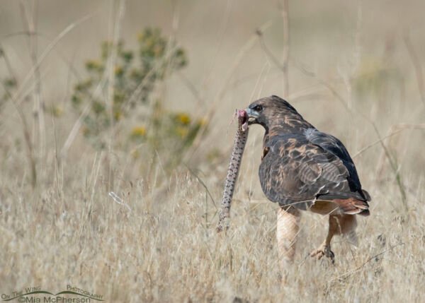 Adult Red-tailed Hawk With A Snake In The West Desert - Mia McPherson's ...