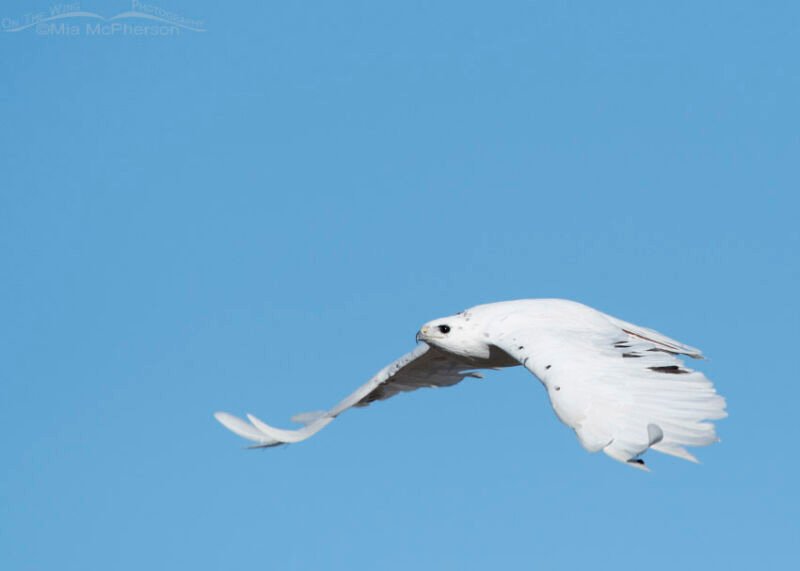 Partially Leucistic Adult Red-tailed Hawk in Flight - Mia McPherson's ...