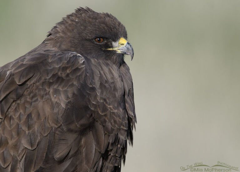 Dark Morph Swainson’s Hawk Portrait - Mia McPherson's On The Wing ...