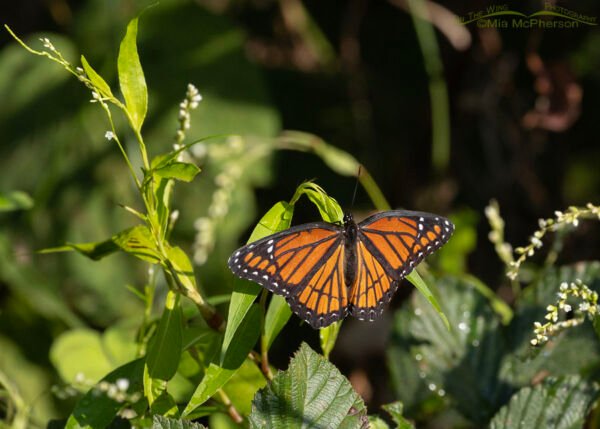 Viceroy Butterfly Images - Mia McPherson's On The Wing Photography