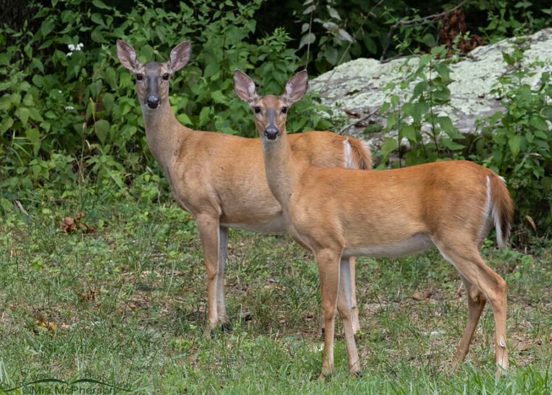 White-tailed Deer does at Mount Magazine State Park – Mia McPherson's ...