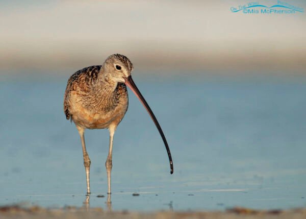 Sunrise with a Long-billed Curlew In A Florida Lagoon - Mia McPherson's ...