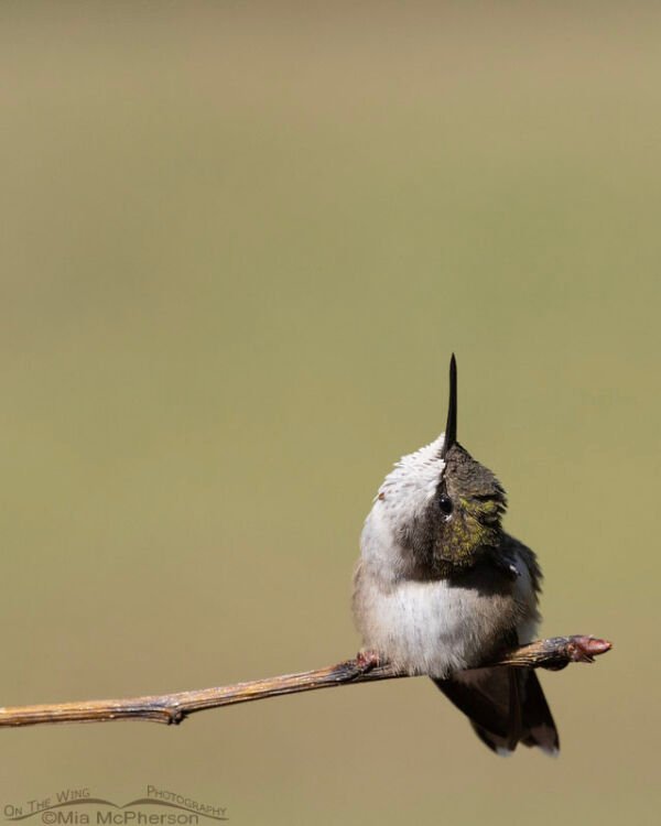 Young Male Ruby-throated Hummingbird Photos - Mia McPherson's On The ...