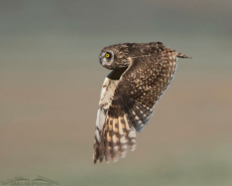 Photos Of Owls In Flight - Mia McPherson's On The Wing Photography