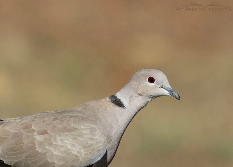Eurasian Collared-Dove In Arkansas - Mia McPherson's On The Wing ...