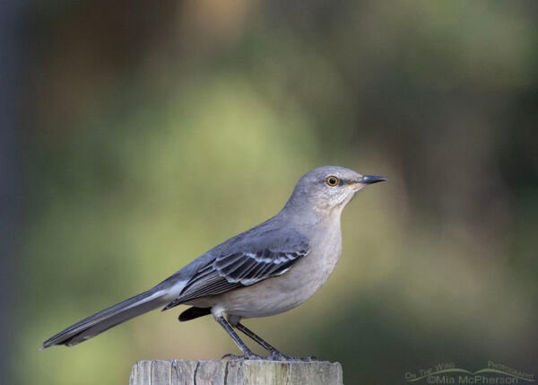 Northern Mockingbird Images - Mia McPherson's On The Wing Photography