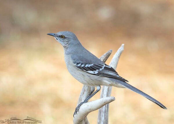 Northern Mockingbird Images - Mia McPherson's On The Wing Photography