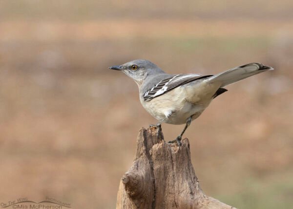 Northern Mockingbird Images - Mia McPherson's On The Wing Photography