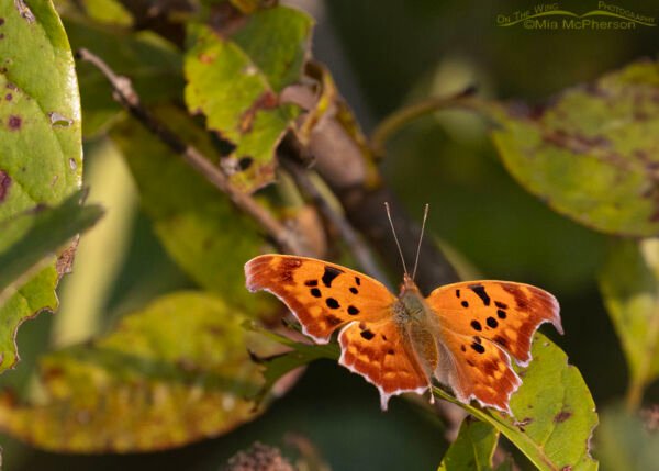 Question Mark Butterfly At Sequoyah National Wildlife Refuge - Mia ...