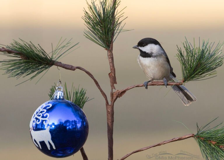 Carolina Chickadees In A Charlie Brown Christmas Tree - Mia McPherson's ...